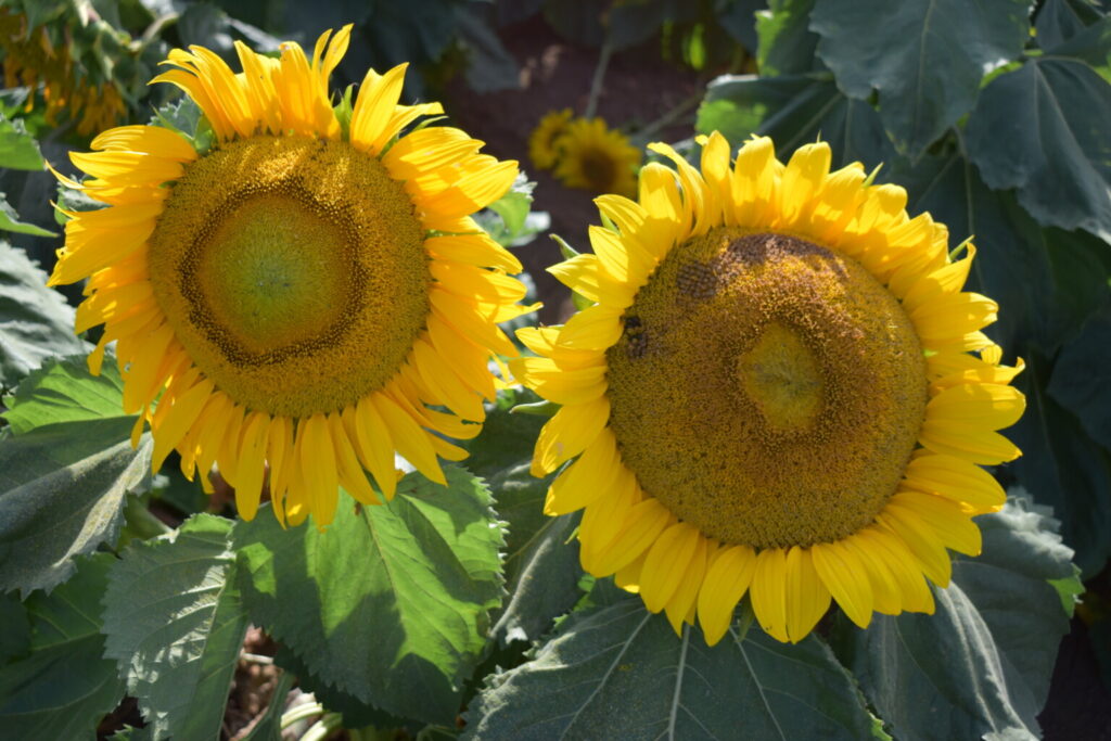 How To Grow Sunflower Dwarf Sunspot at Madison Wilkerson blog