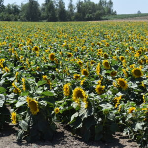 Silver Falls Seed Company - Sunflower - Dwarf Sunspot