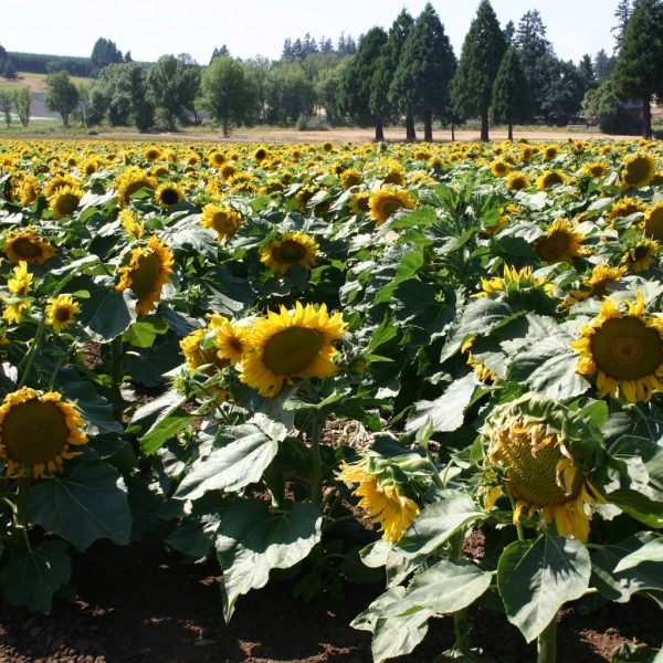 Silver Falls Seed Company - Sunflower - Dwarf Sunspot