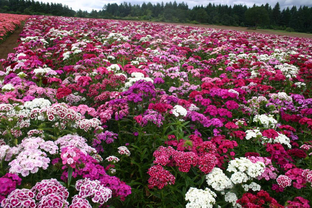 Silver Falls Seed Company - Sweet William - Mix
