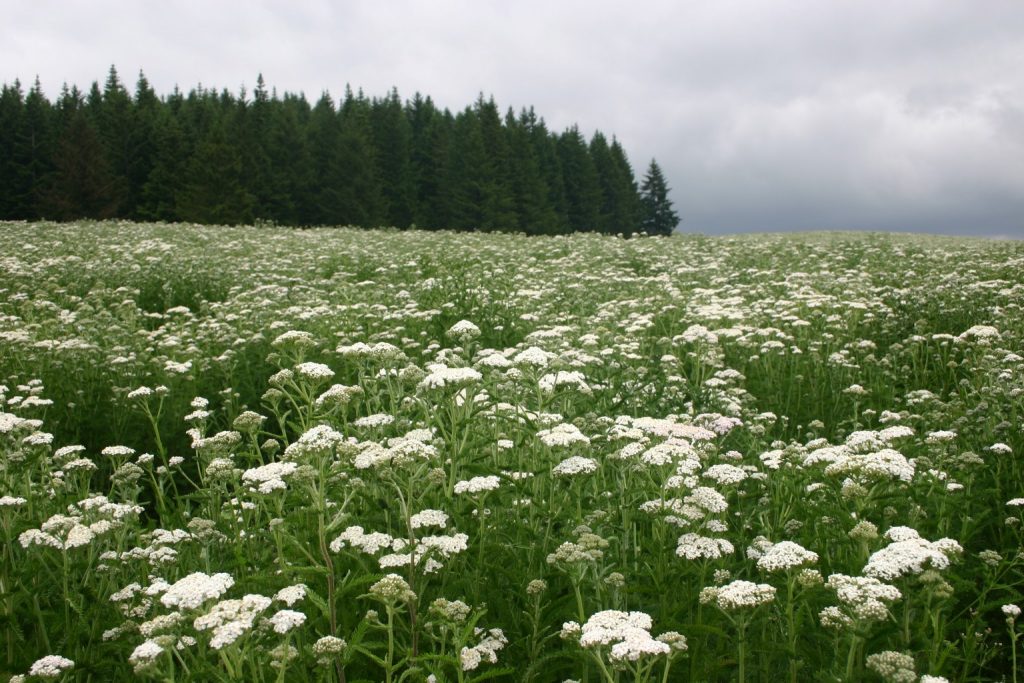 Silver Falls Seed Company - Yarrow - Western
