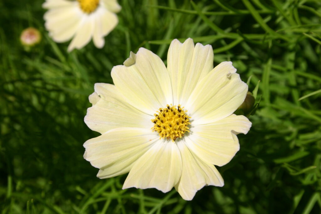 Silver Falls Seed Company - Cosmos - Bipinnatus Yellow