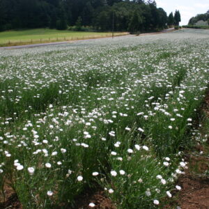 Silver Falls Seed Company - Bachelor Button - Tall White