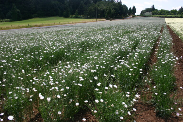 Silver Falls Seed Company - Bachelor Button - Tall White