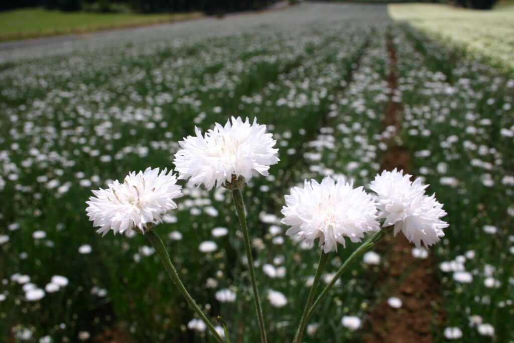 Silver Falls Seed Company - Bachelor Button - Tall White
