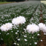 Silver Falls Seed Company - Bachelor Button - Tall White