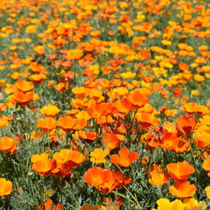 Silver Falls Seed Company - Poppy - California Mikado