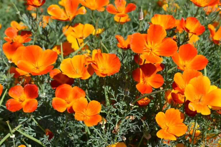 Silver Falls Seed Company - Poppy - California Mikado