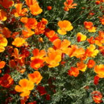 Silver Falls Seed Company - Poppy - California Mikado