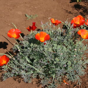 Silver Falls Seed Company - Poppy - California Mikado