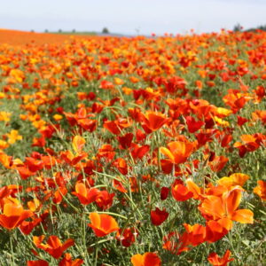 Silver Falls Seed Company - Poppy - California Mikado