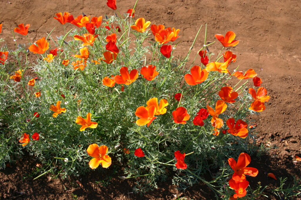 Silver Falls Seed Company - Poppy - California Mikado