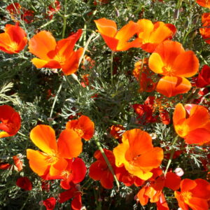 Silver Falls Seed Company - Poppy - California Mikado