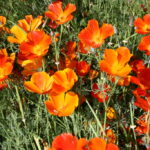 Silver Falls Seed Company - Poppy - California Mikado