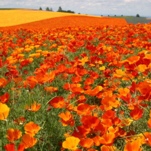 Silver Falls Seed Company - Poppy - California Mikado