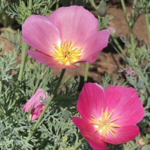 Silver Falls Seed Company - Poppy - California Purple Gleam