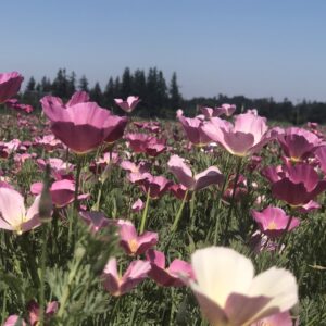 Silver Falls Seed Company - Poppy - California Purple Gleam
