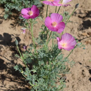 Silver Falls Seed Company - Poppy - California Purple Gleam