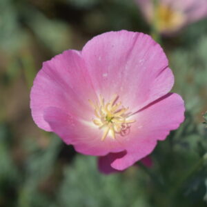 Silver Falls Seed Company - Poppy - California Purple Gleam