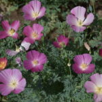 Silver Falls Seed Company - Poppy - California Purple Gleam
