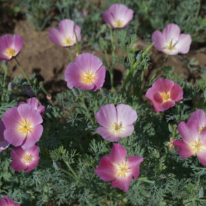 Silver Falls Seed Company - Poppy - California Purple Gleam