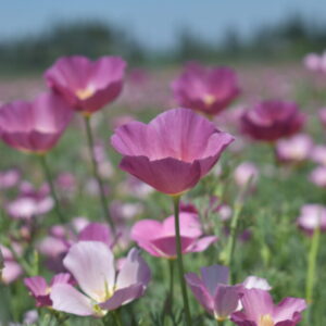 Silver Falls Seed Company - Poppy - California Purple Gleam