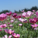 Silver Falls Seed Company - Poppy - California Purple Gleam