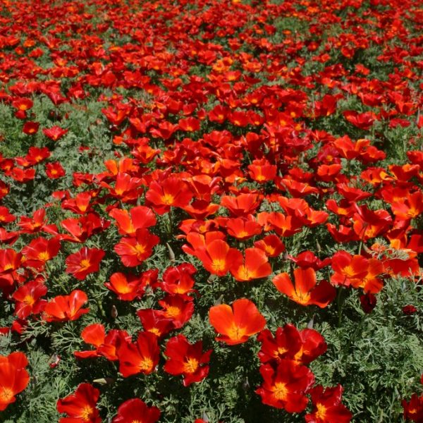 Silver Falls Seed Company - Poppy - California Red Chief