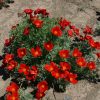 Silver Falls Seed Company - Poppy - California Red Chief