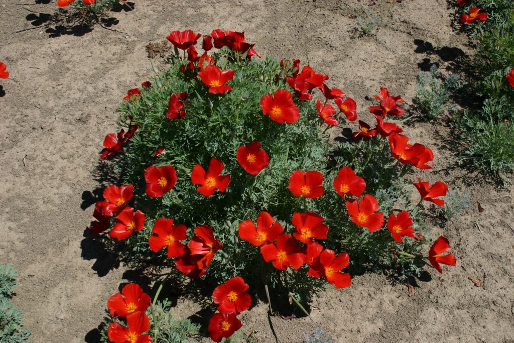 Silver Falls Seed Company - Poppy - California Red Chief