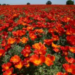 Silver Falls Seed Company - Poppy - California Red Chief