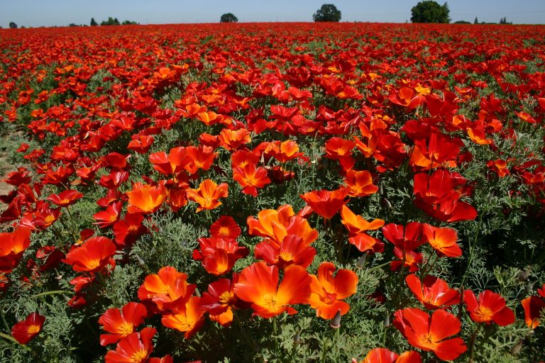 Silver Falls Seed Company - Poppy - California Red Chief