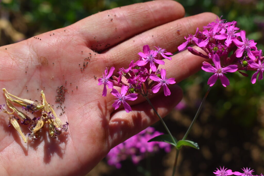 Silver Falls Seed Company - Catchfly
