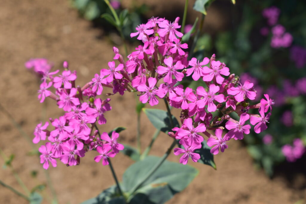 Silver Falls Seed Company - Catchfly