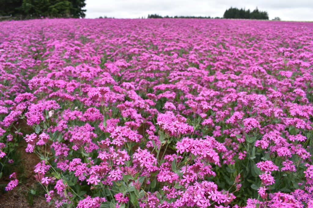 Silver Falls Seed Company - Catchfly