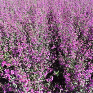 Silver Falls Seed Company - Clarkia - Elegant Purple