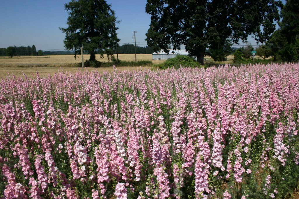 Silver Falls Seed Company - Larkspur - Rocket Light Pink