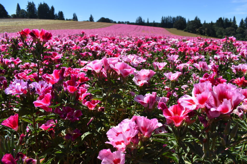 Silver Falls Seed Company - Godetia - Double Azalea