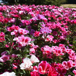 Silver Falls Seed Company - Godetia - Double Azalea