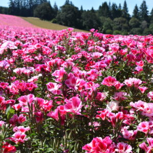 Silver Falls Seed Company - Godetia - Double Azalea