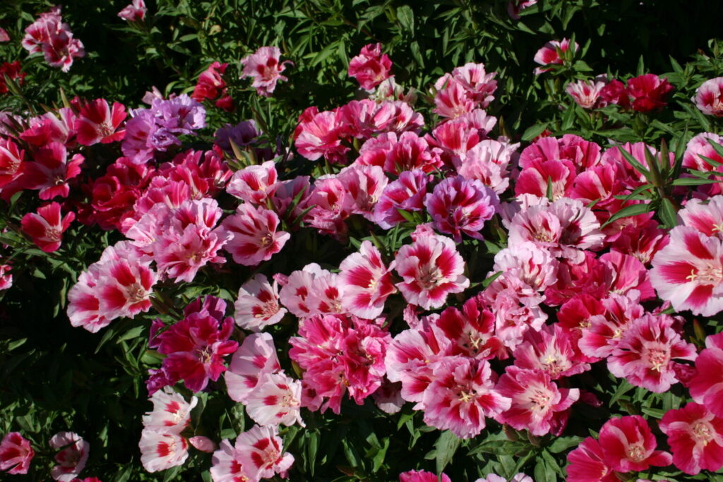 Silver Falls Seed Company - Godetia - Double Azalea