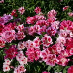 Silver Falls Seed Company - Godetia - Double Azalea