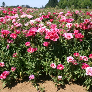 Silver Falls Seed Company - Godetia - Double Azalea