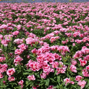 Silver Falls Seed Company - Godetia - Pink to Red