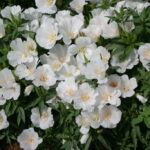 Silver Falls Seed Company - Godetia - White