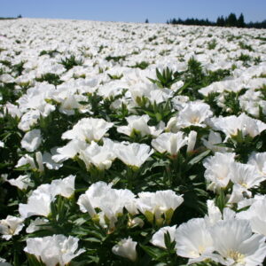 Silver Falls Seed Company - Godetia - White