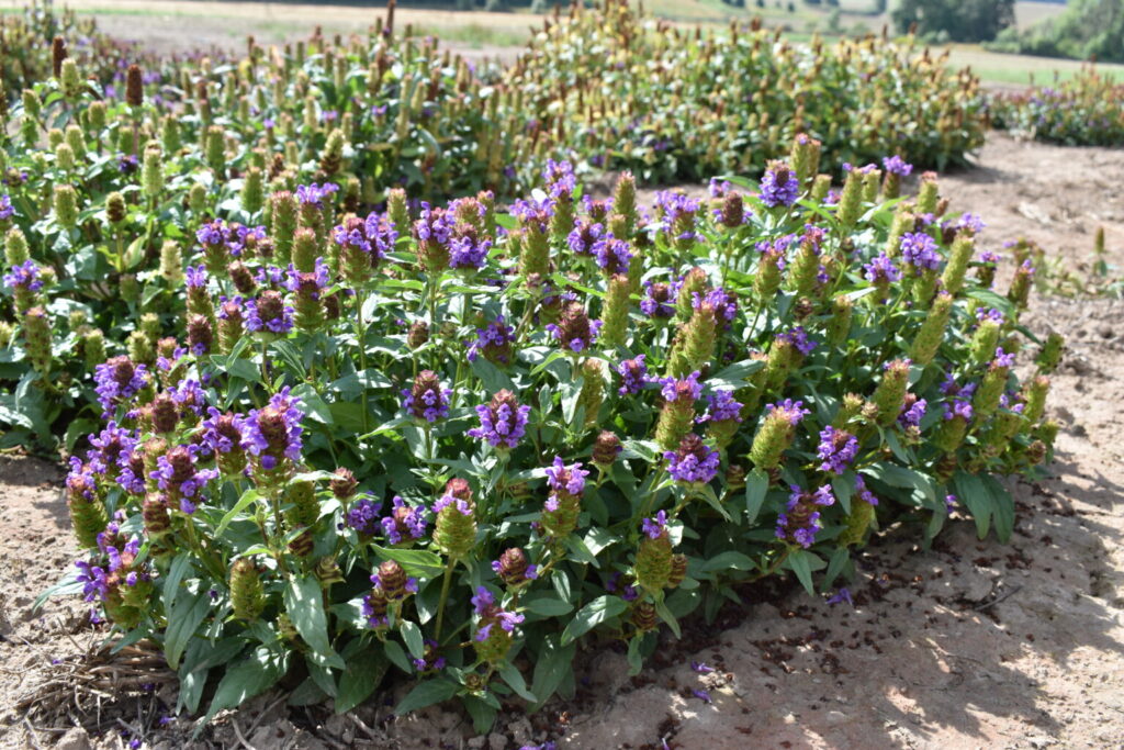 Silver Falls Seed Company - Heal-All