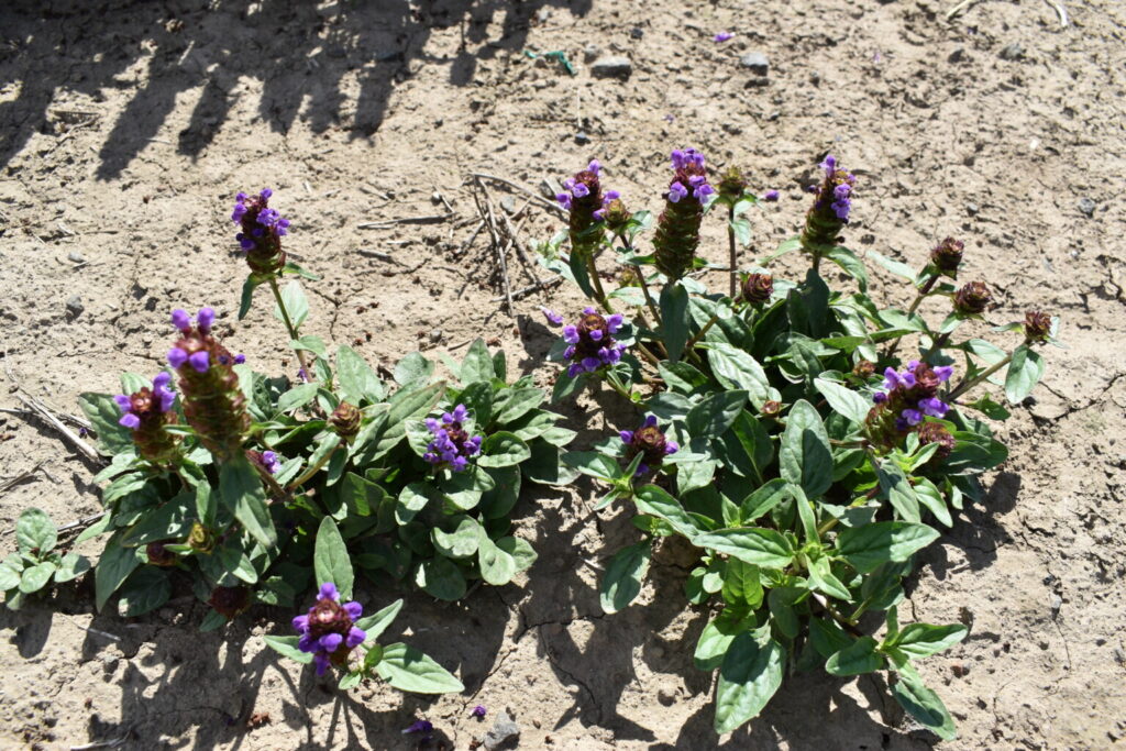 Silver Falls Seed Company - Heal-All