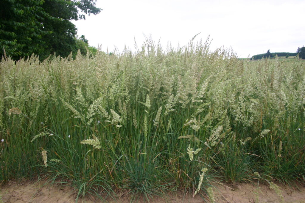 Silver Falls Seed Company - Junegrass - Prairie