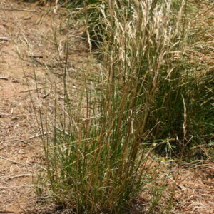 Silver Falls Seed Company - Fescue - Native Red